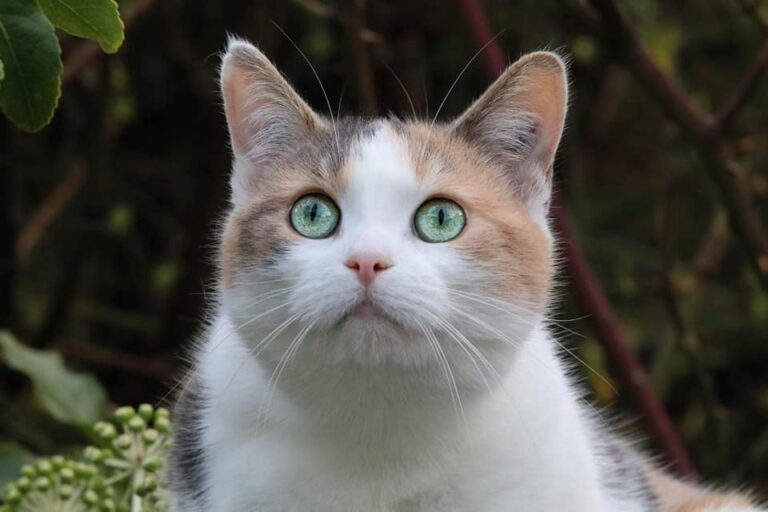 MILLY – Animal Pour La Vie